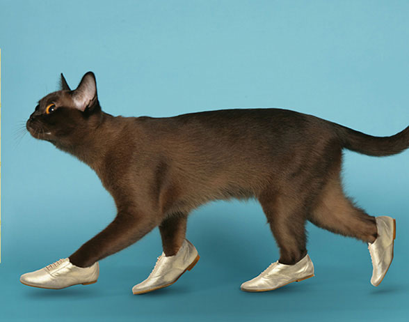 Charenza les chaussures pour chat : Poisson d'avril ! - leChatPacha